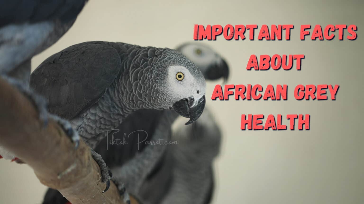 Important Facts about African Grey Health You Need to Know