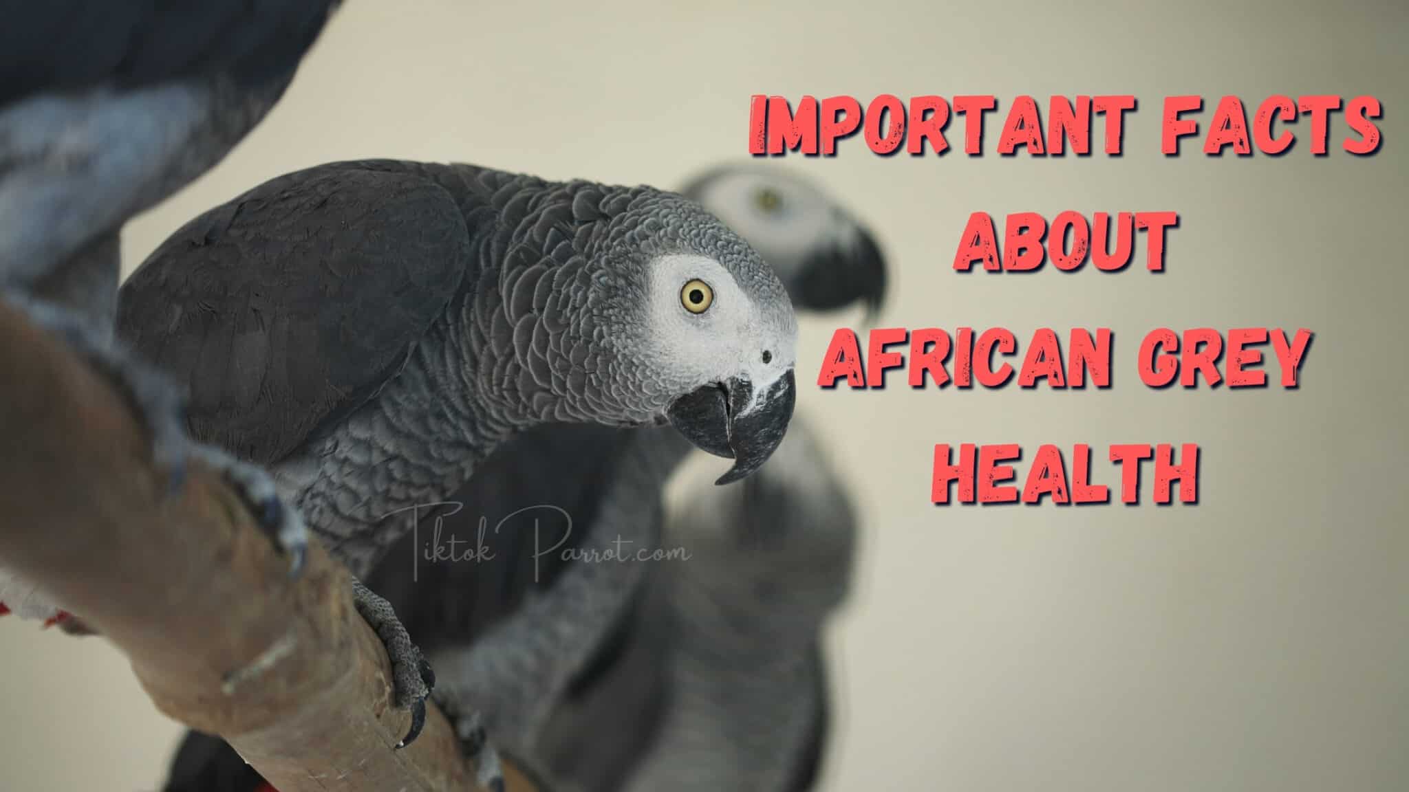 Important Facts about African Grey Health You Need to Know