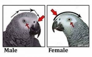 African Grey Parrot Male or Female? (Determine Gender of African Grey)