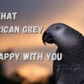 Is Your African Grey Parrot Happy? A Guide To Understand Their Body ...