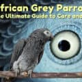 Things you need to know about an African Grey Parrot’s Cage
