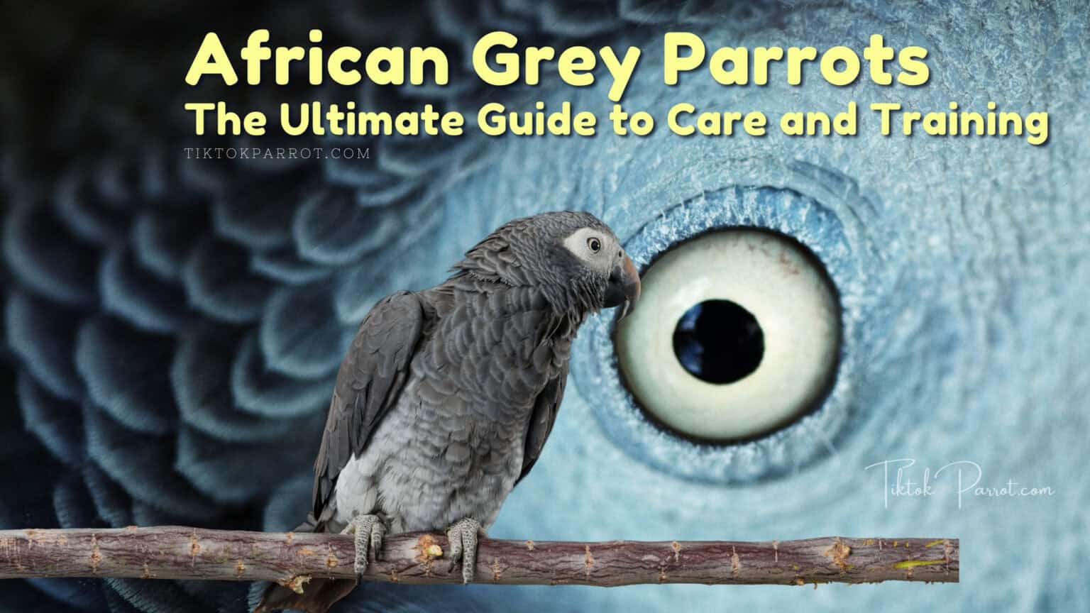 African Grey Parrots: The Ultimate Guide to Care and Training