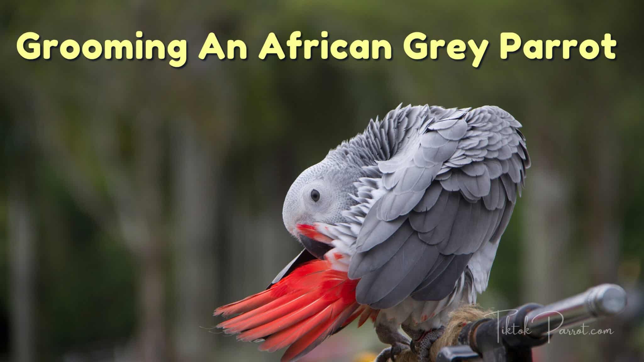 African Grey Parrots: The Ultimate Guide to Care and Training