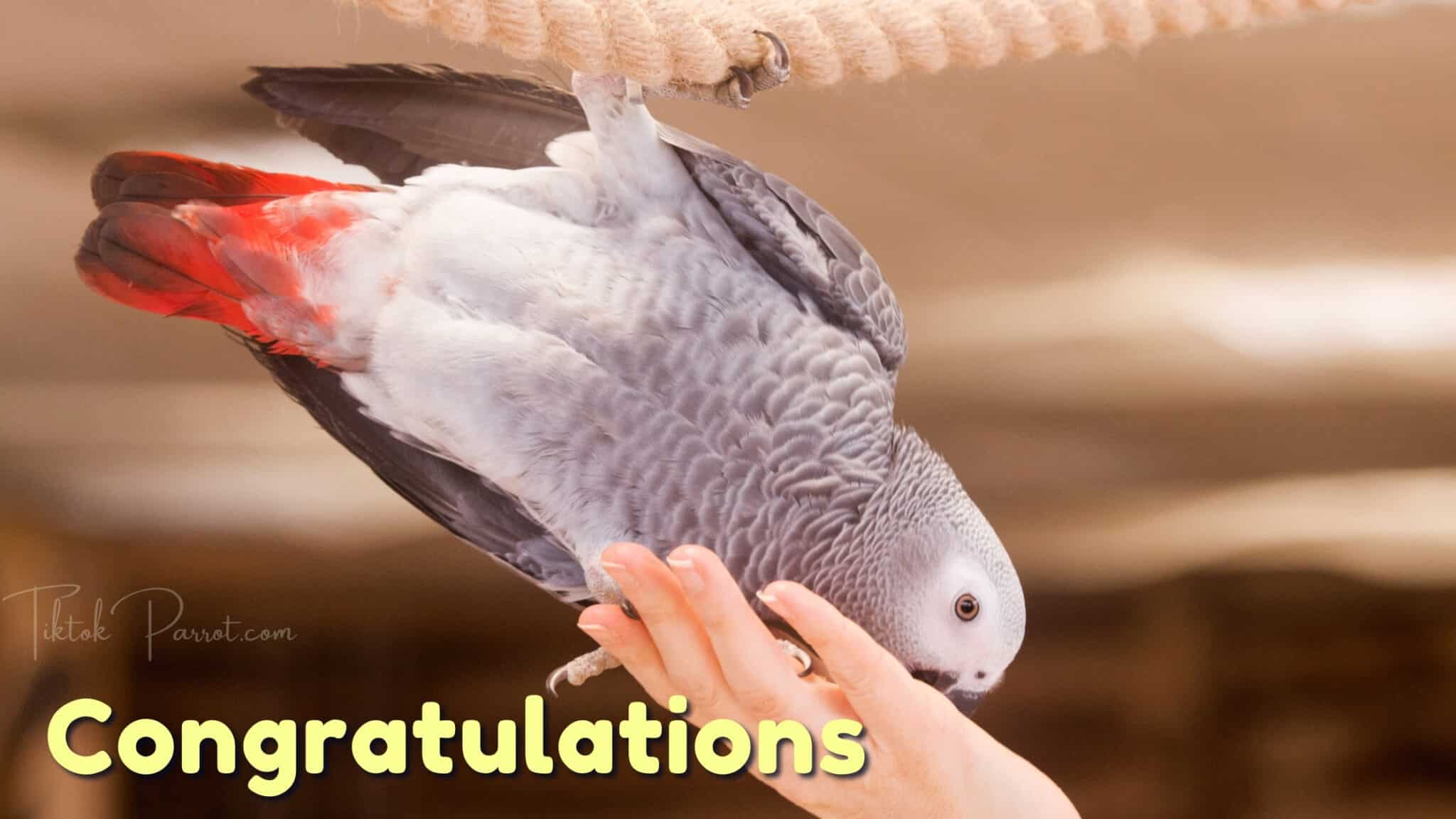 African Grey Parrots: The Ultimate Guide to Care and Training