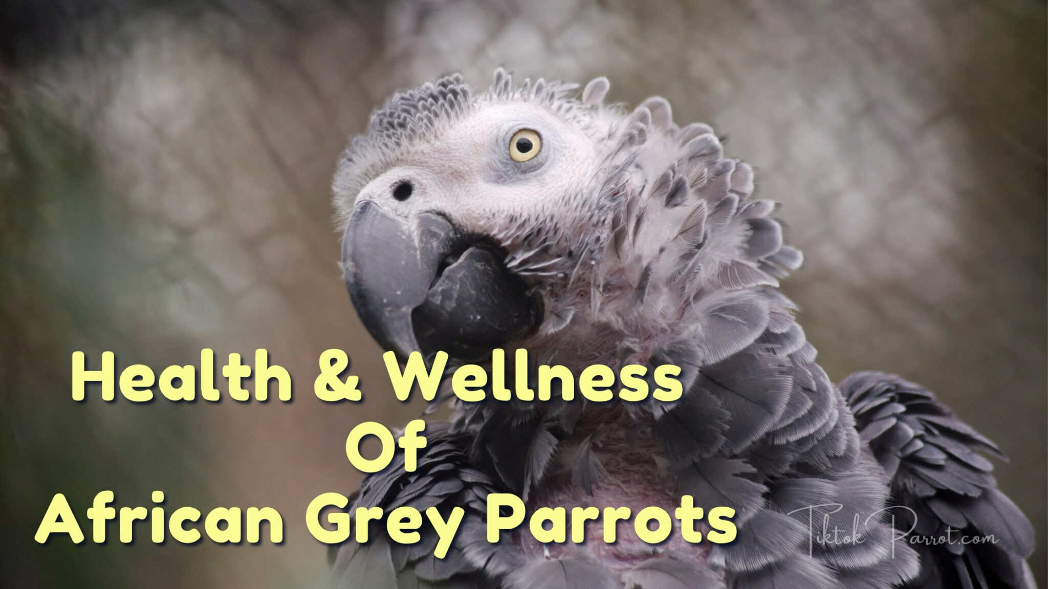 African Grey Parrots: The Ultimate Guide to Care and Training