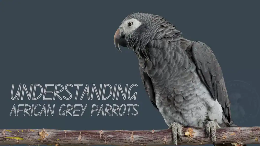 How Do We Take Care of an African Parrot Grey’s Health?