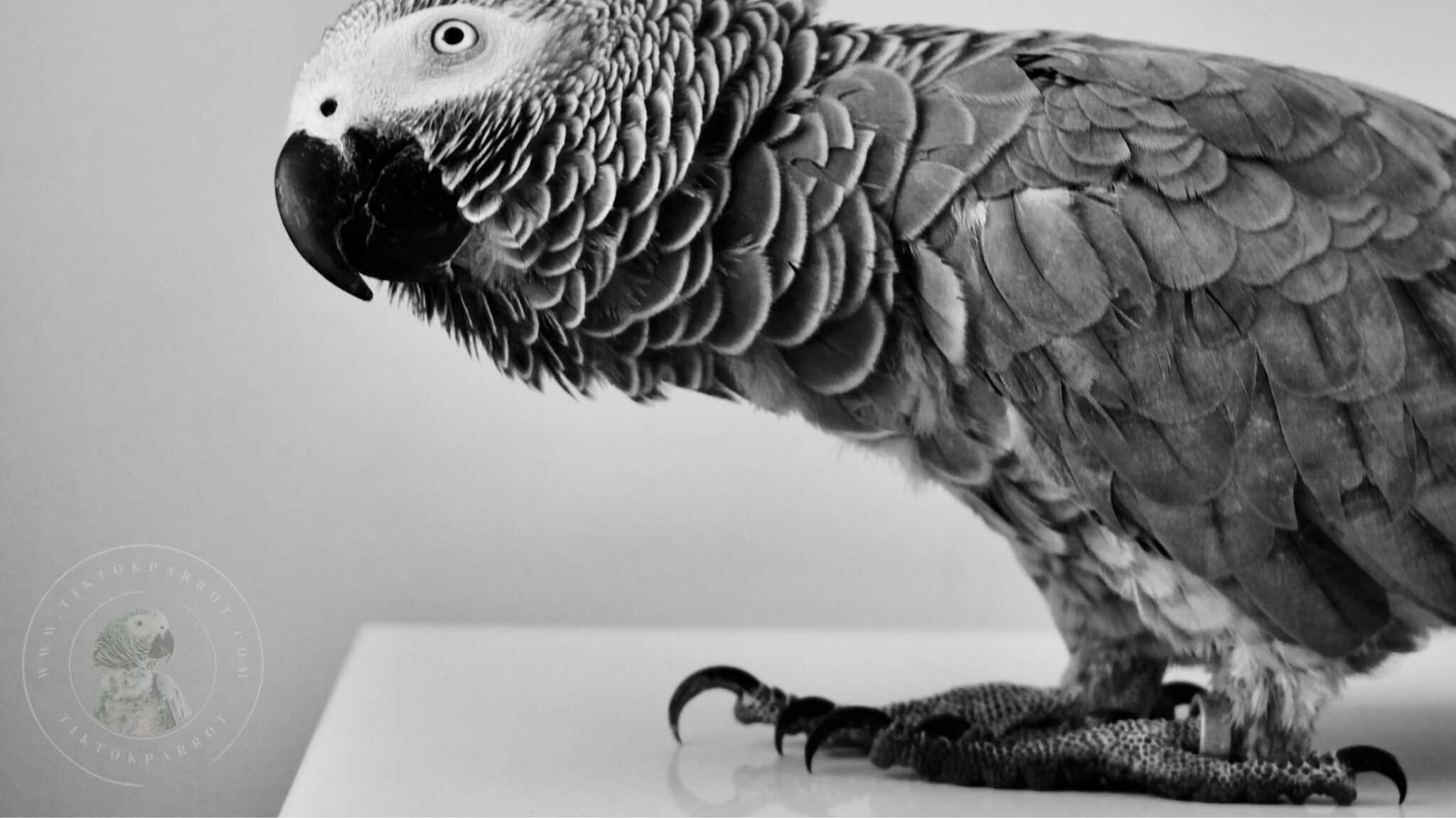 Step by Step Guide: Grooming African Grey Parrot Claws