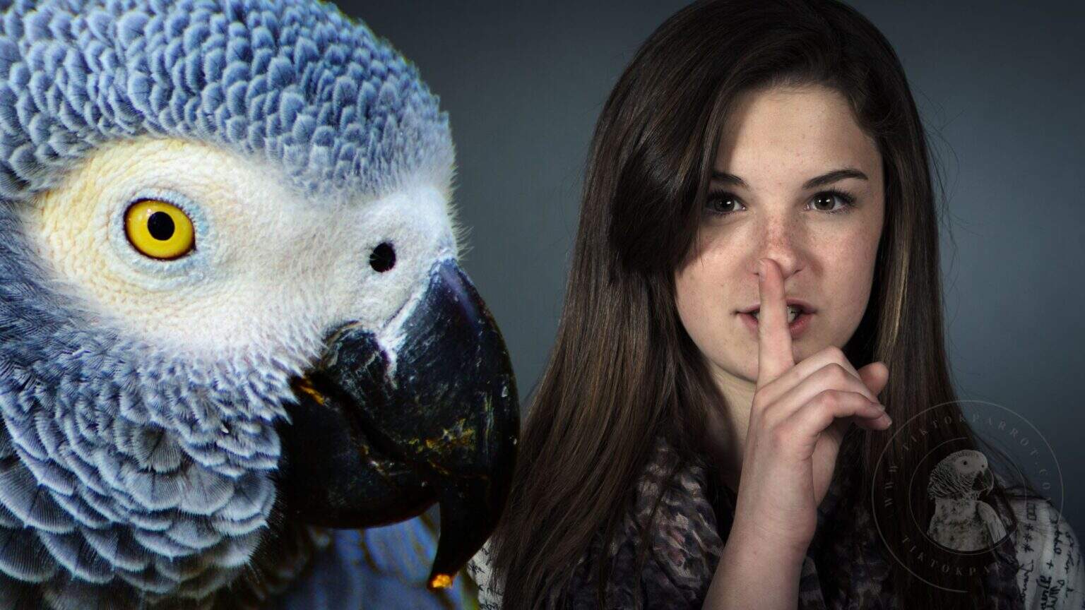 Where not to touch a parrot?