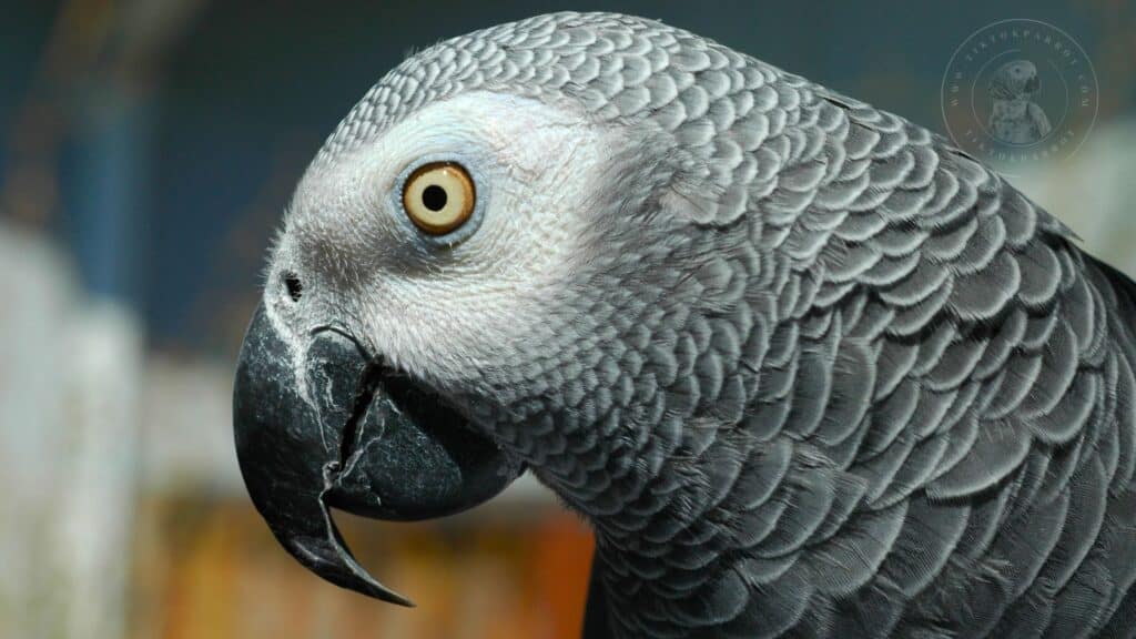 African Grey Mutations: Everything You Need to Know