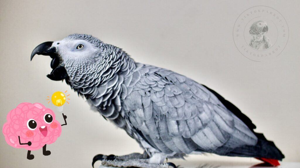 African Grey Parrot Brain Size And Intelligence Level