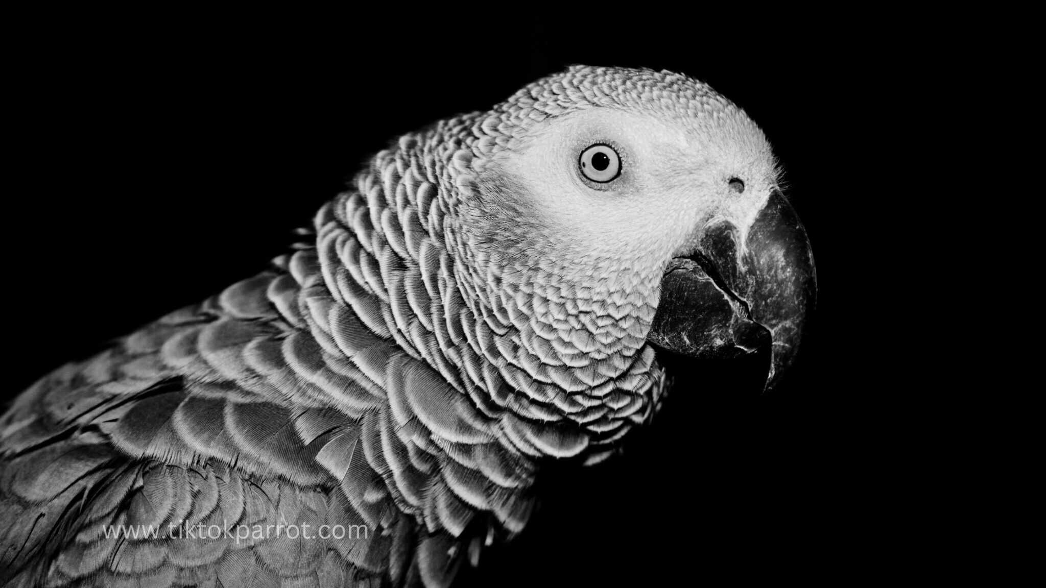 African Grey Parrot Eyes Shape