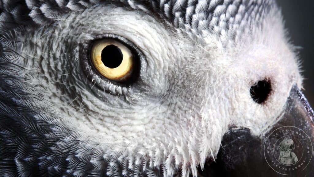 African Grey Parrots: Do They Have a Sixth Sense? (You Won't Believe ...