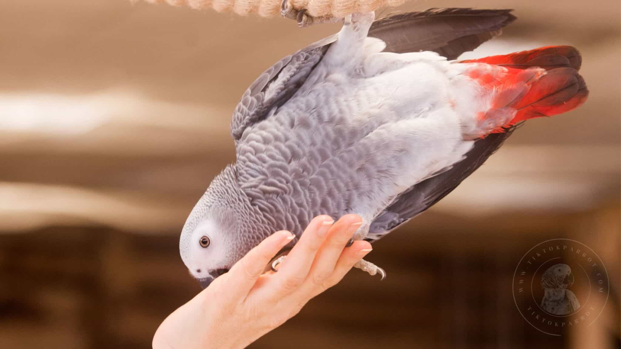 African Grey Parrot Touch Sense: The Power of Touch
