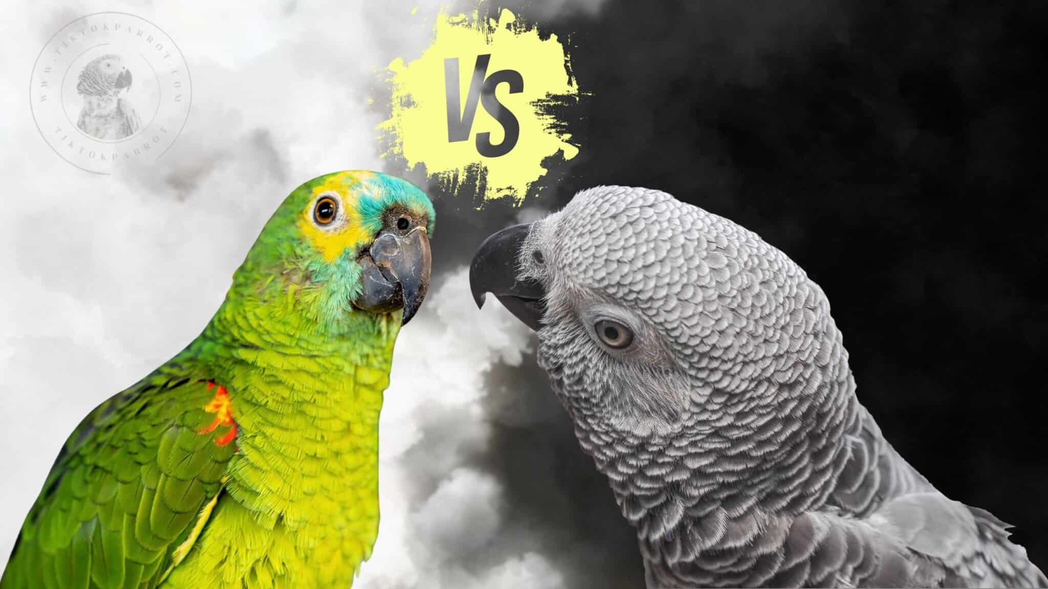 The Battle of the Birds: African Grey Parrot vs Amazon Parrot