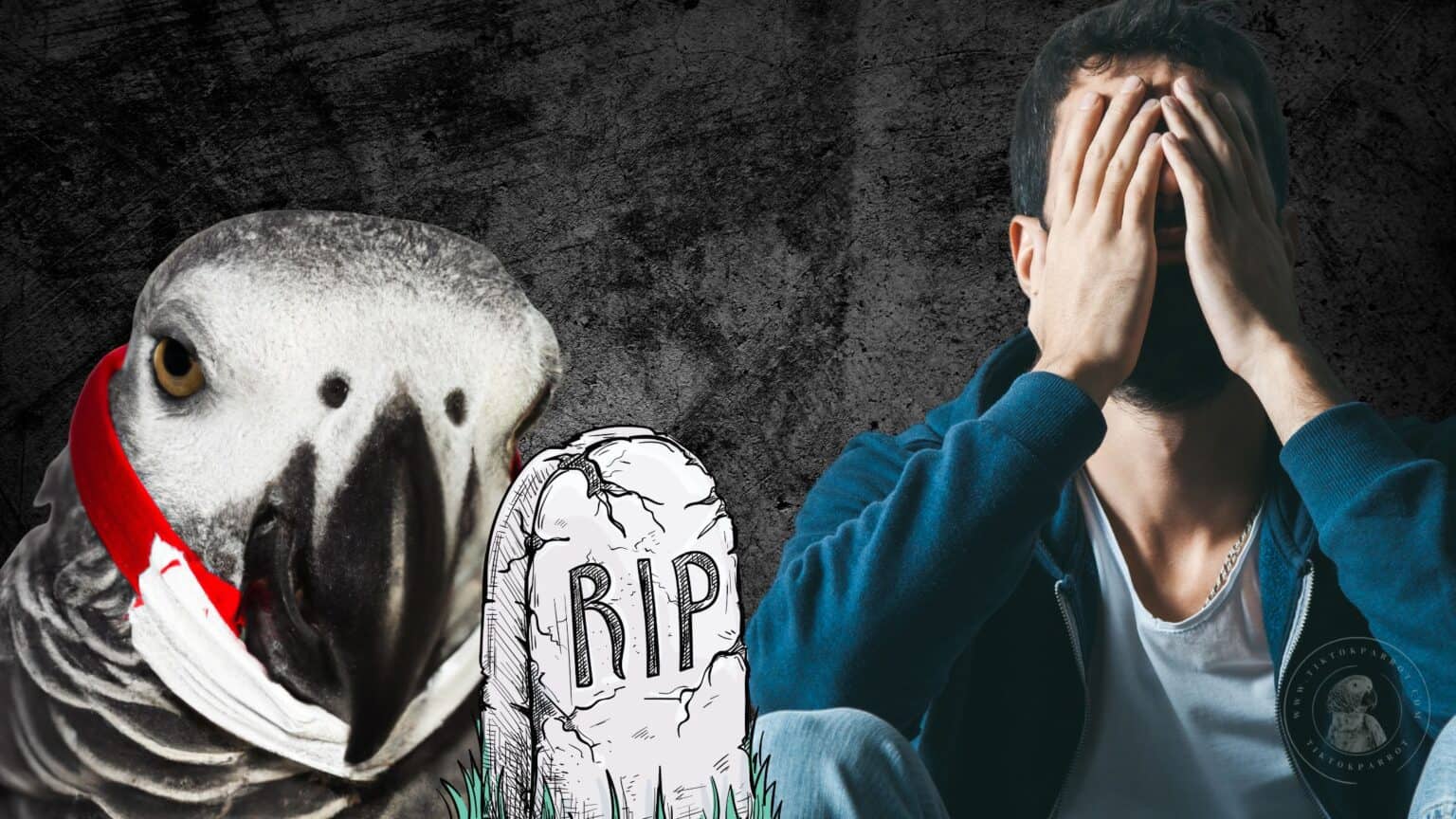 Avocado Alert: What to Do If Your Parrot Eats the Forbidden Fruit?