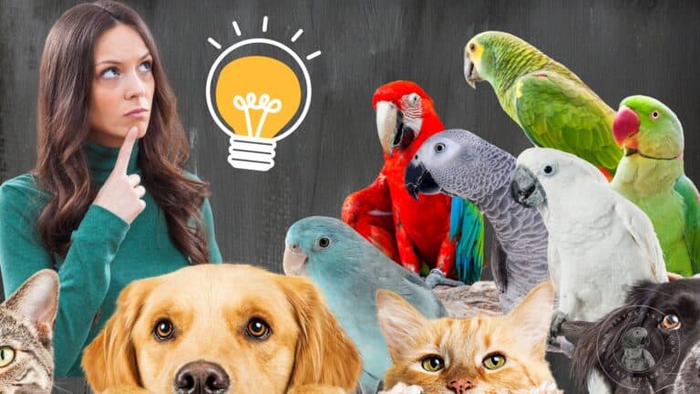 Understanding Chlamydia psittaci (Psittacosis) In Pet Birds