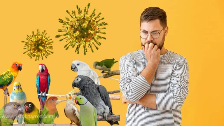 Psittacine Beak and Feather Disease (PBFD) In Pet Birds