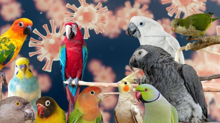 Understanding Chlamydia psittaci (Psittacosis) In Pet Birds