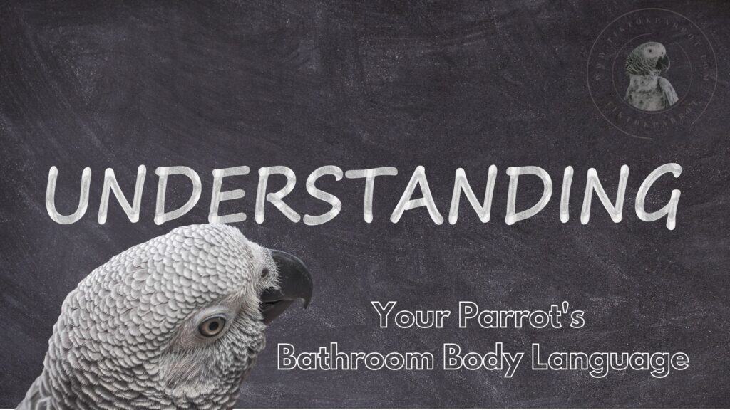 Poop or Perch: Understanding Your Parrot's Bathroom Body Language