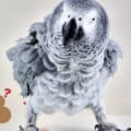 How to Breed African Grey Parrots - TikTok Parrot