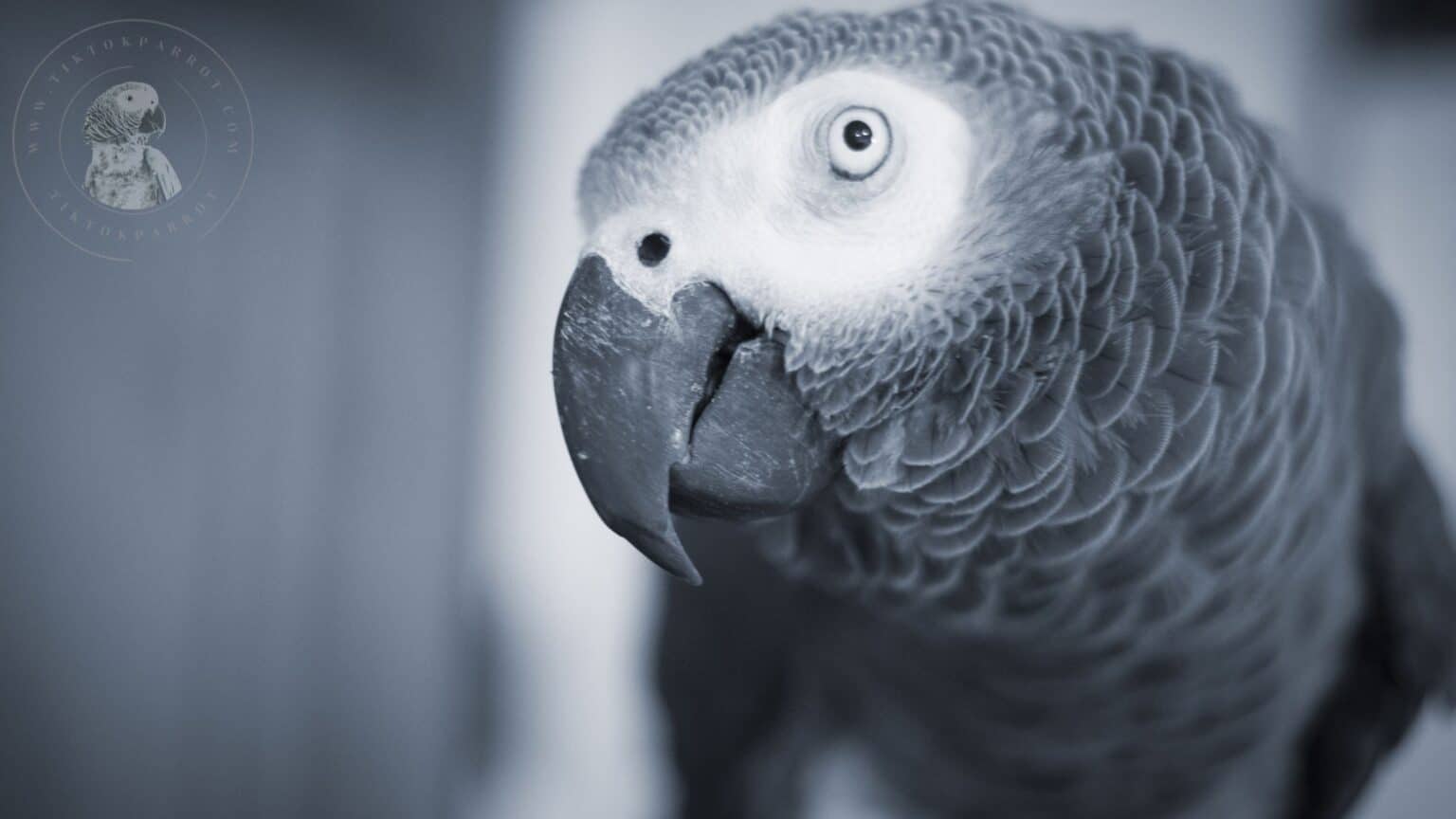 The Secret Grooming Habits of an African Grey's Head Feathers