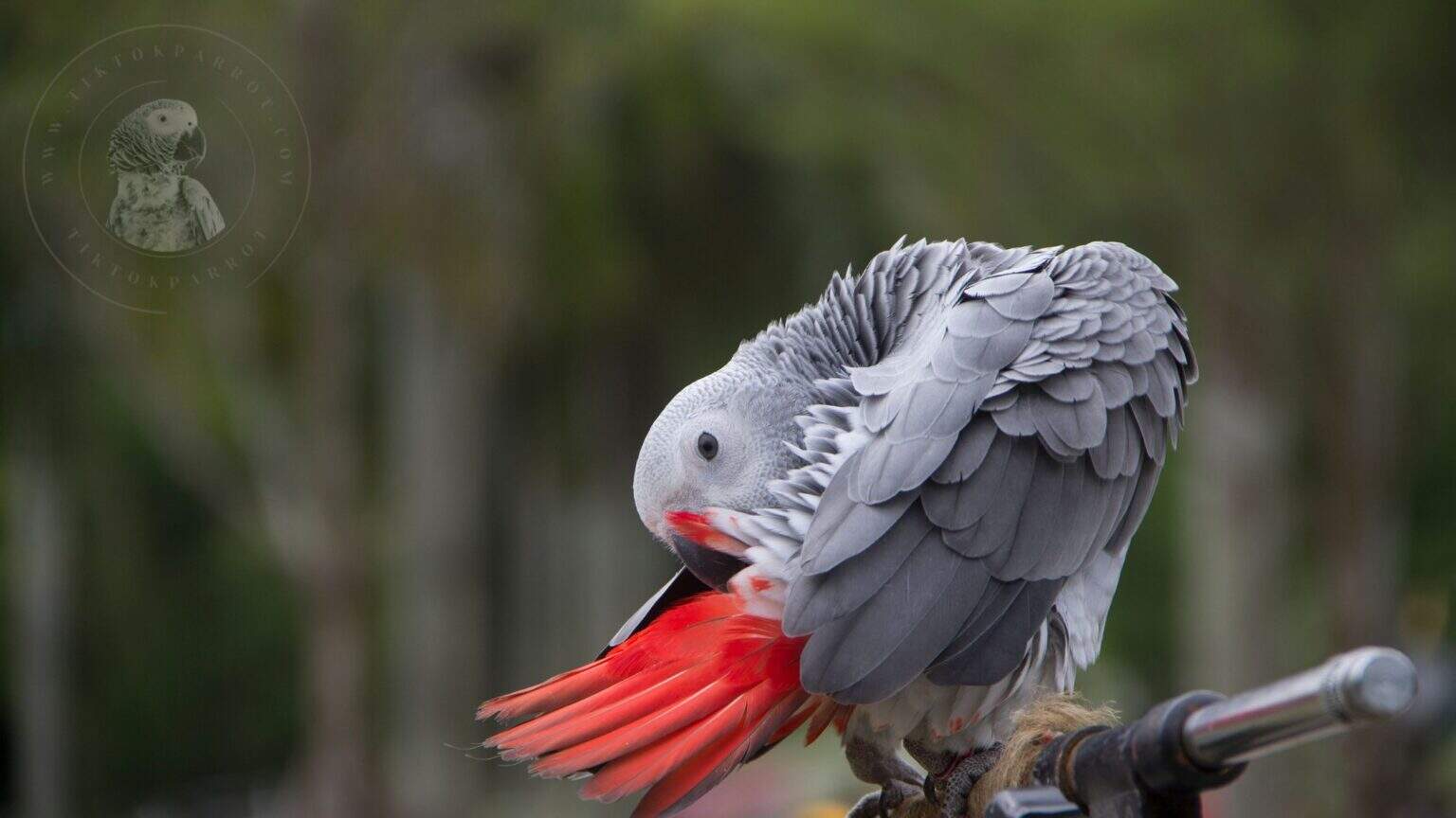 The Secret Grooming Habits of an African Grey's Head Feathers
