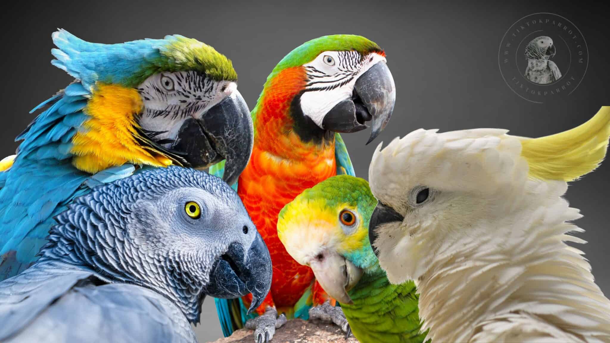 Avian Tuberculosis in Birds - Signs, Prevention, And Treatment