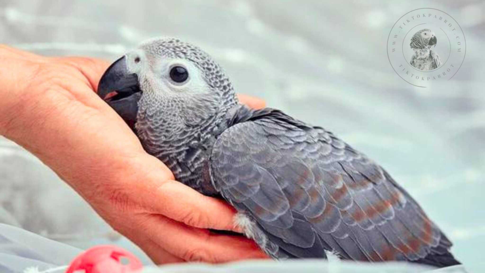 How to take care of a baby African grey parrot?