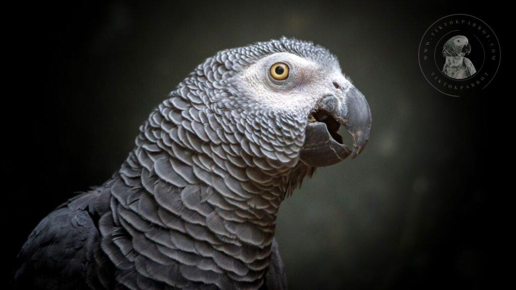 Skin and Feather Care for African Greys