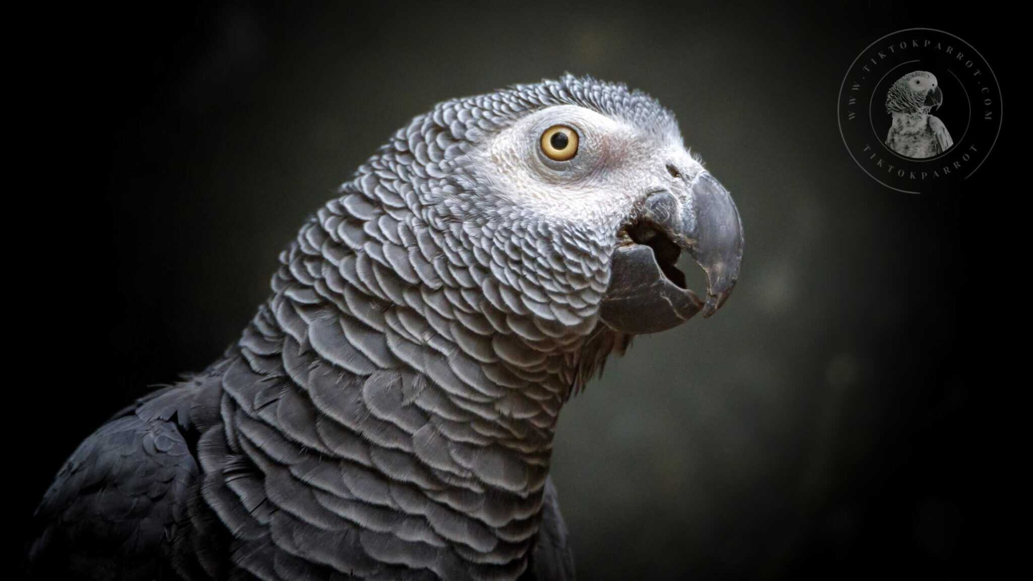 Skin and Feather Care for African Greys