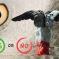 Understanding the African Grey Molting Process And How To Help