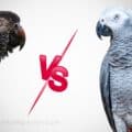 The Scoop on African Grey Parrot Poop: A Fascinating Guide for Pet Owners