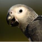 How to Breed African Grey Parrots
