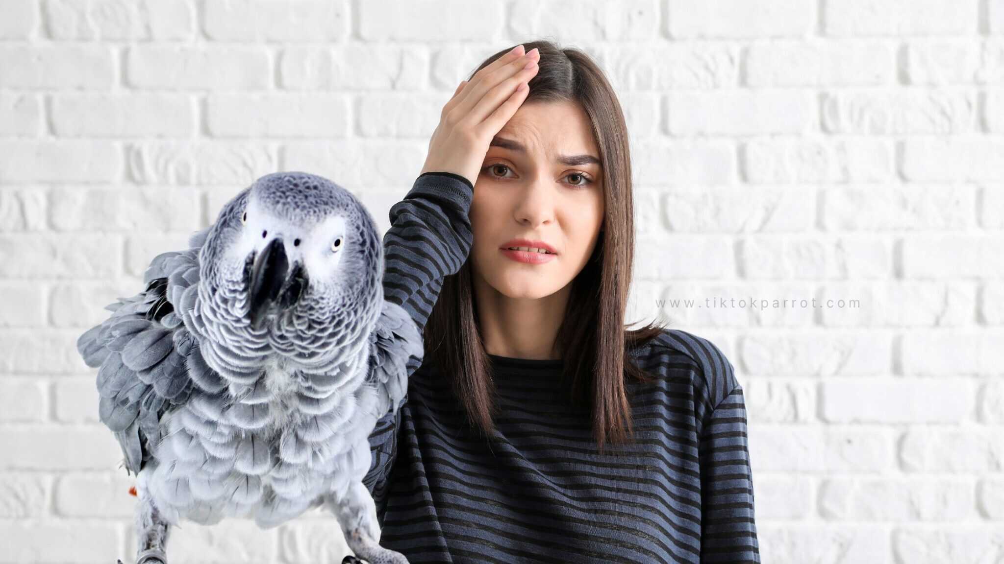 Parrot Diarrhea: Causes, Symptoms, and Treatment