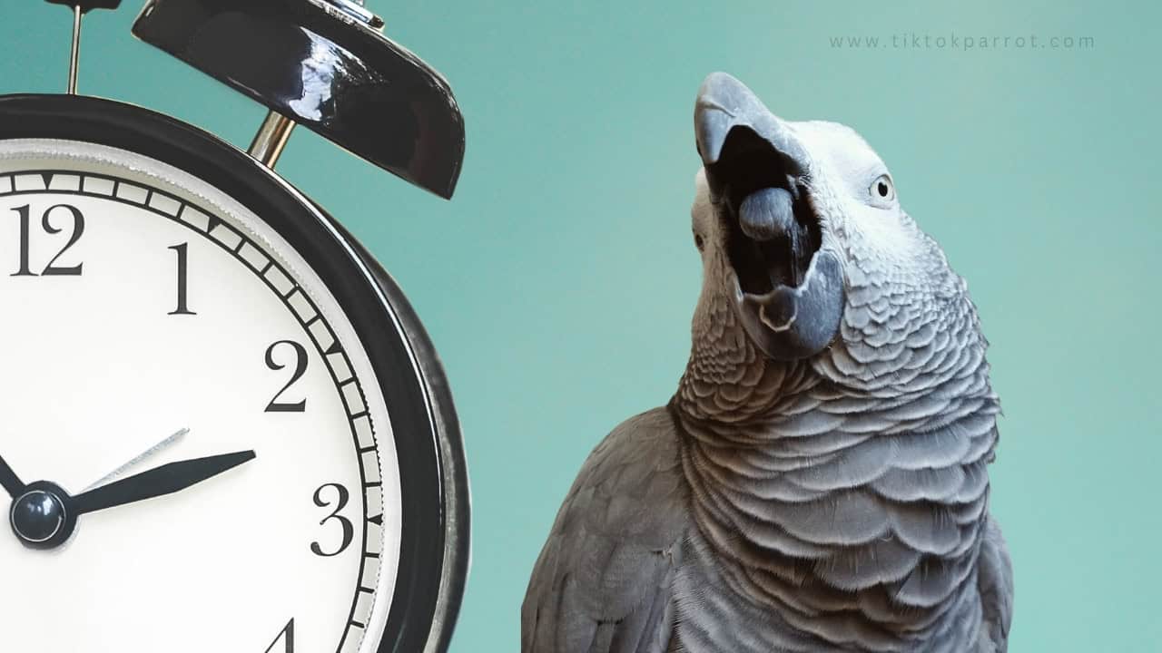 Do African Grey Parrots Have a Sense of Time?