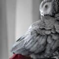 Understanding the African Grey Molting Process And How To Help